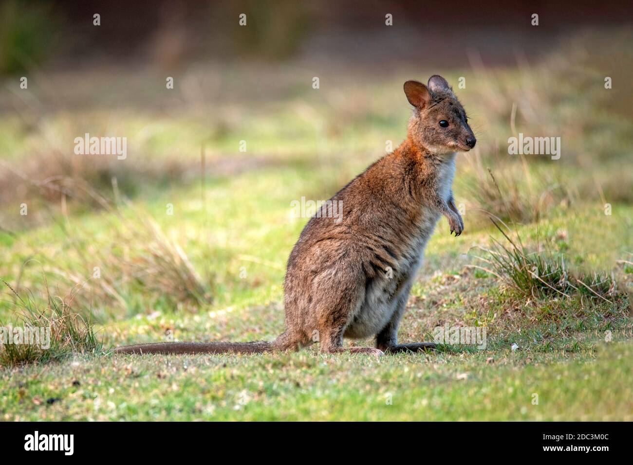 Red-necked Pademelon Thylogale thetis O'Reilly's Rainforest Retreat ...