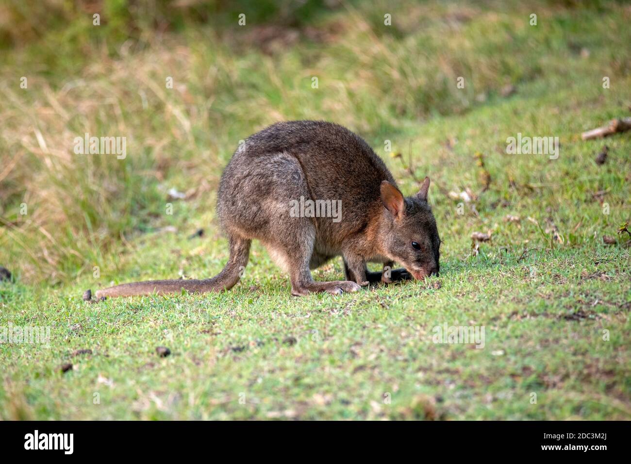 Red-necked Pademelon Thylogale thetis O'Reilly's Rainforest Retreat ...