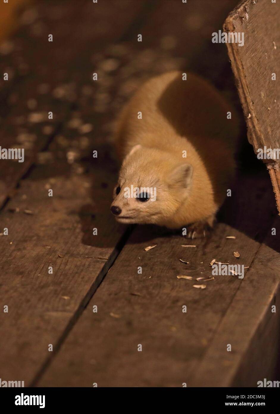 Sables animals hi-res stock photography and images - Alamy