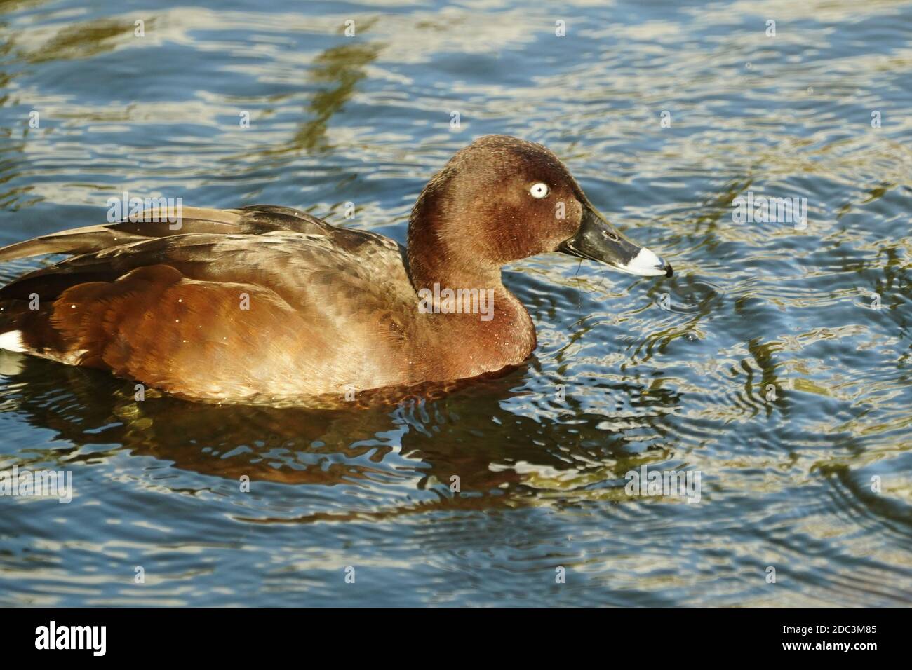 A brown duck at the London Wetland Centre in Barnes. Photo date ...