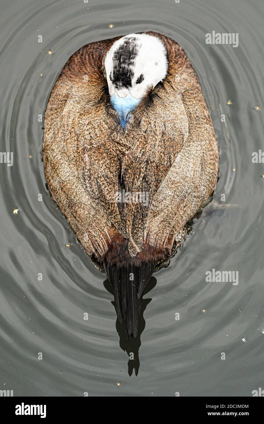 A stiff-tailed duck resting at the London Wetland Centre in Barnes ...