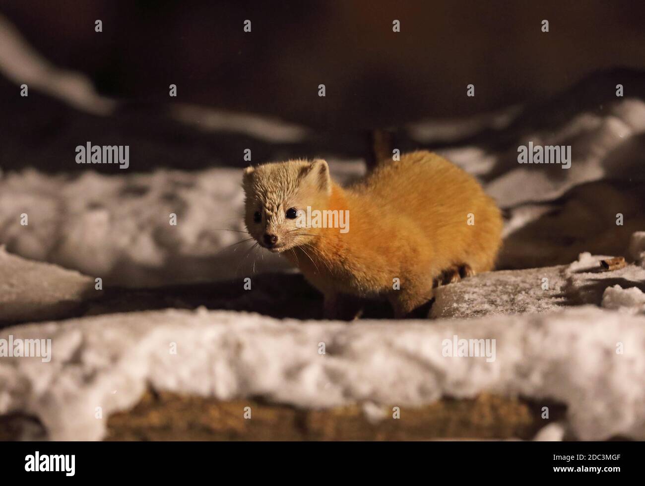 Sables animals hi-res stock photography and images - Alamy