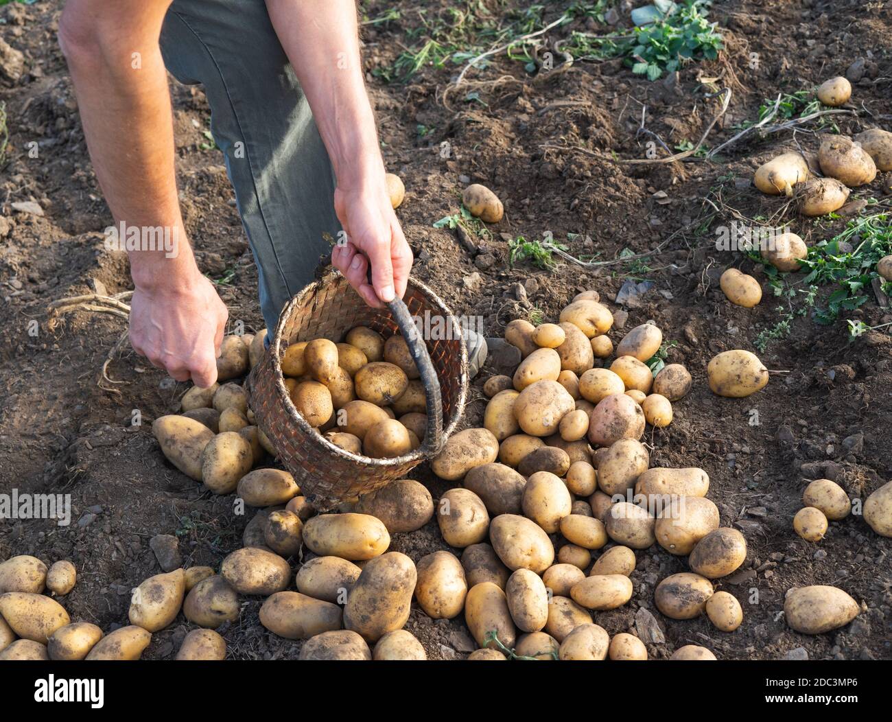 Collecting potatoes hi-res stock photography and images - Alamy