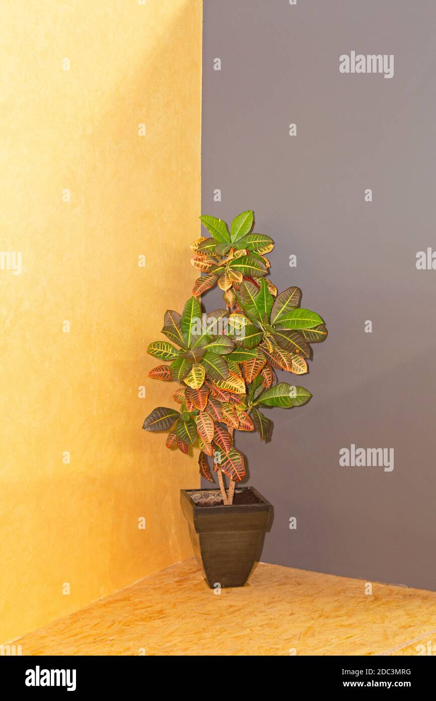 The colour room hi-res stock photography and images - Alamy