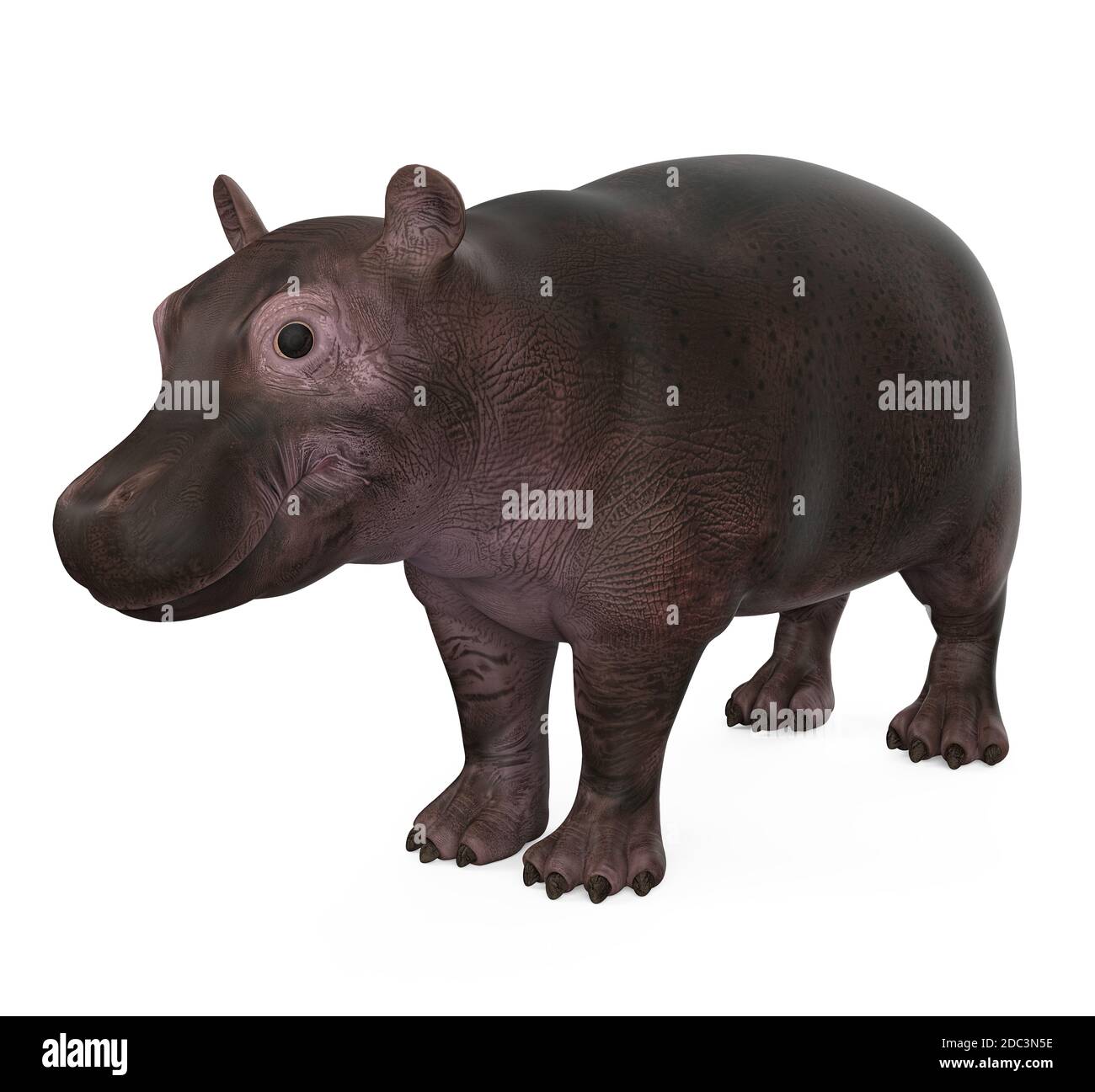 Baby Hippopotamus Isolated Stock Photo - Alamy