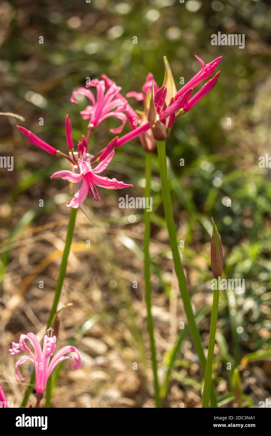 Bowden family hi-res stock photography and images - Alamy