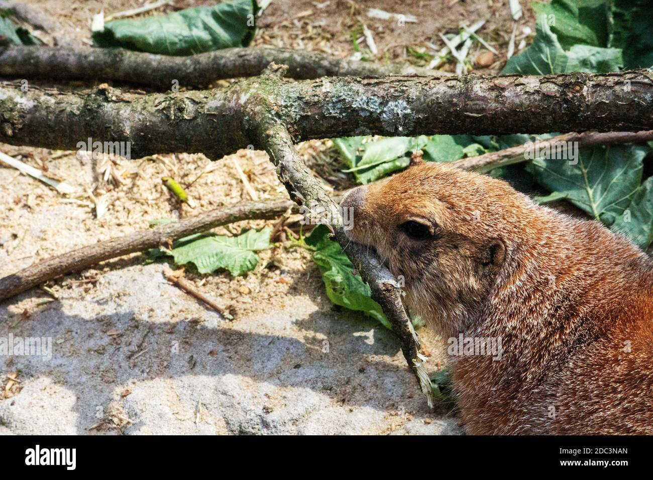 Dog Eating Branch High Resolution Stock Photography and Images - Alamy