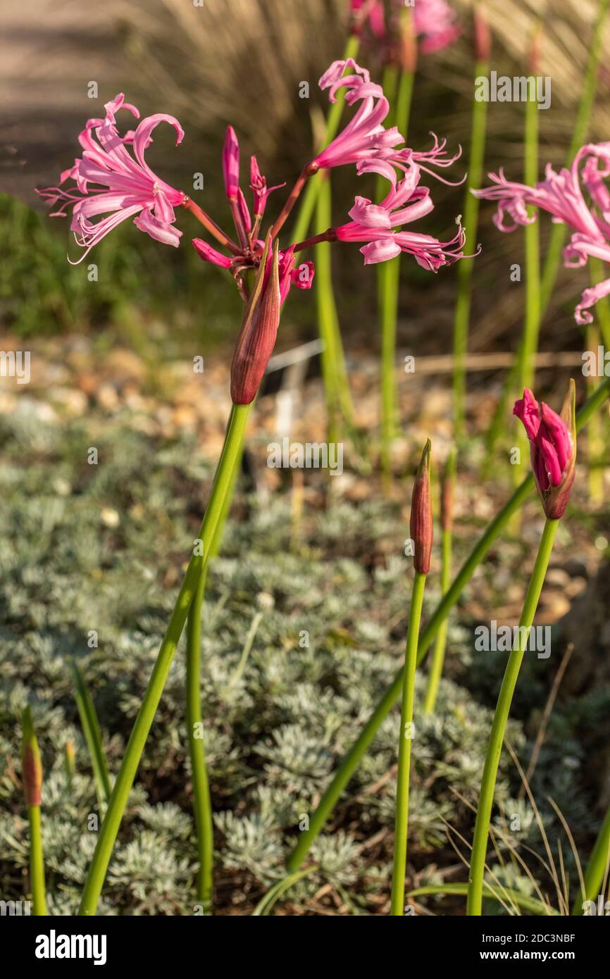 Pink nerine bowden lily flower hi-res stock photography and images - Alamy