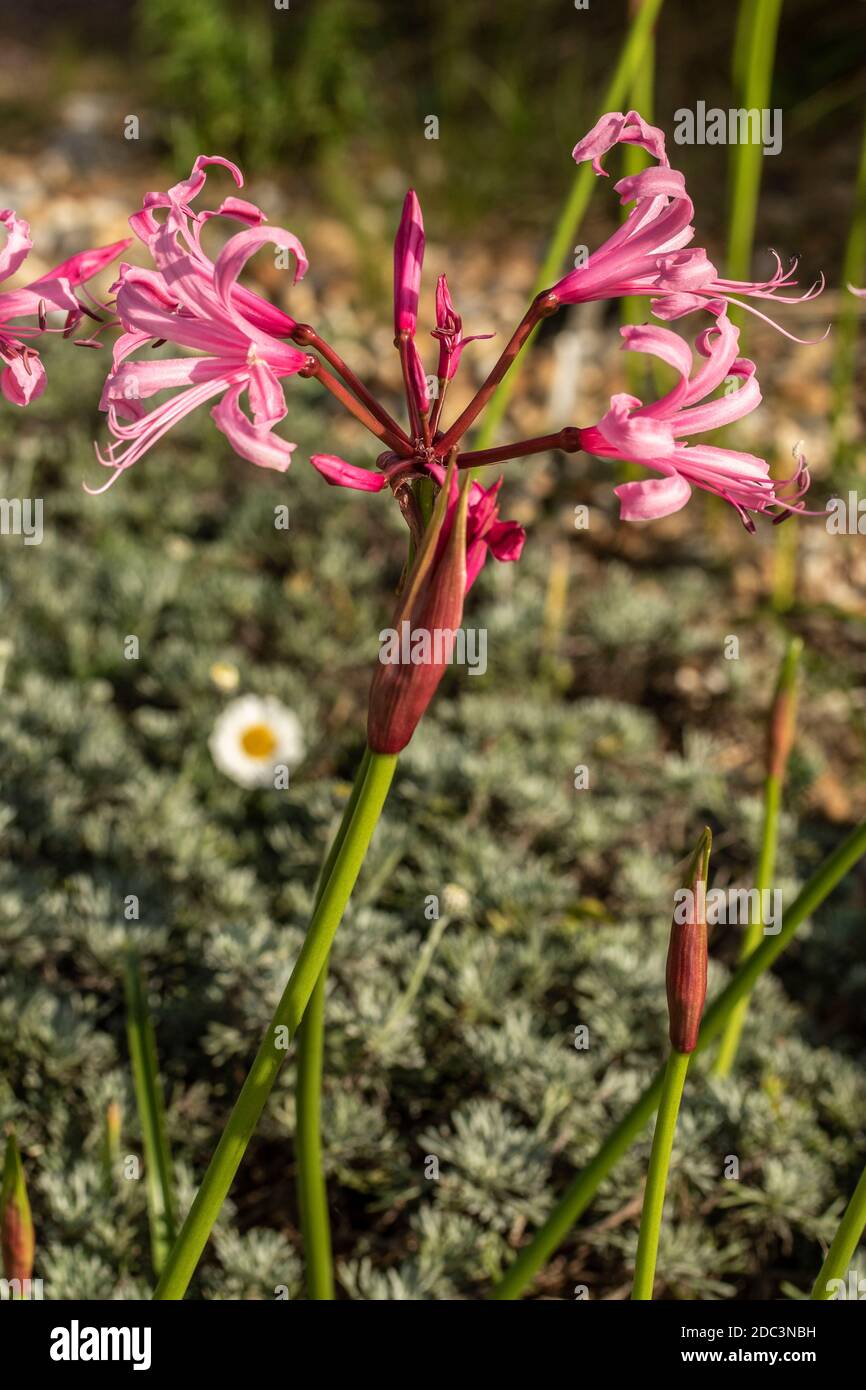 Pink nerine bowden lily flower hi-res stock photography and images - Alamy
