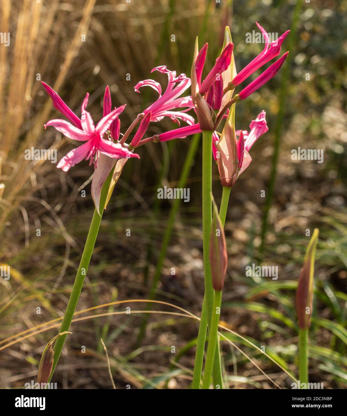 Nerine Bowdenii in flower, natural garden flower portrait Stock Photo ...