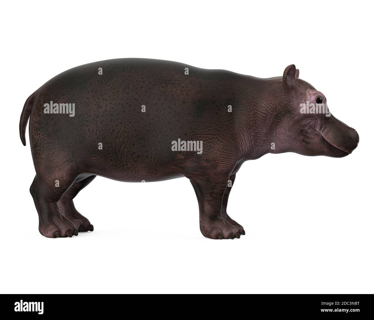 Baby Hippopotamus Isolated Stock Photo - Alamy
