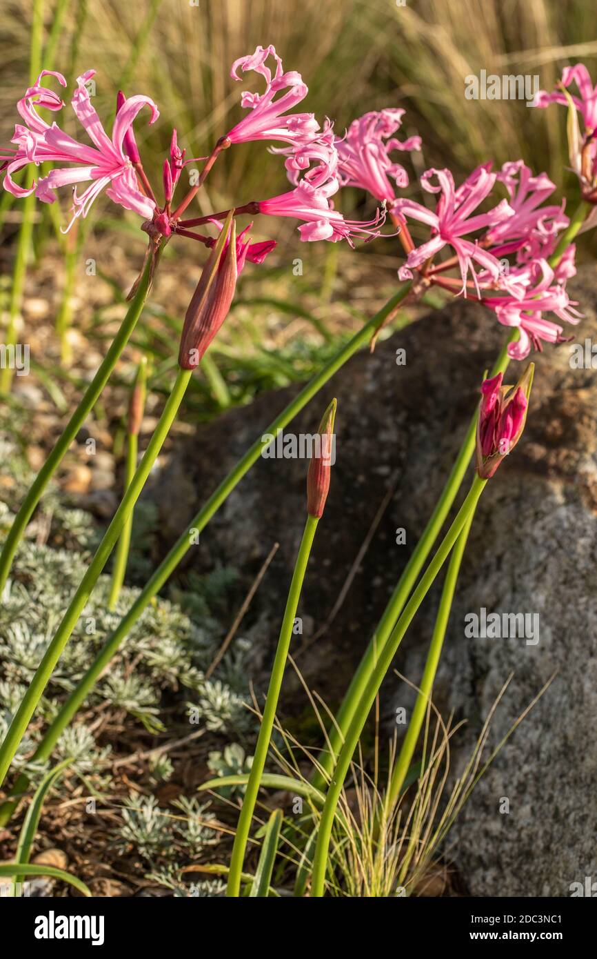 Nerine Bowdenii in flower, natural garden flower portrait Stock Photo ...
