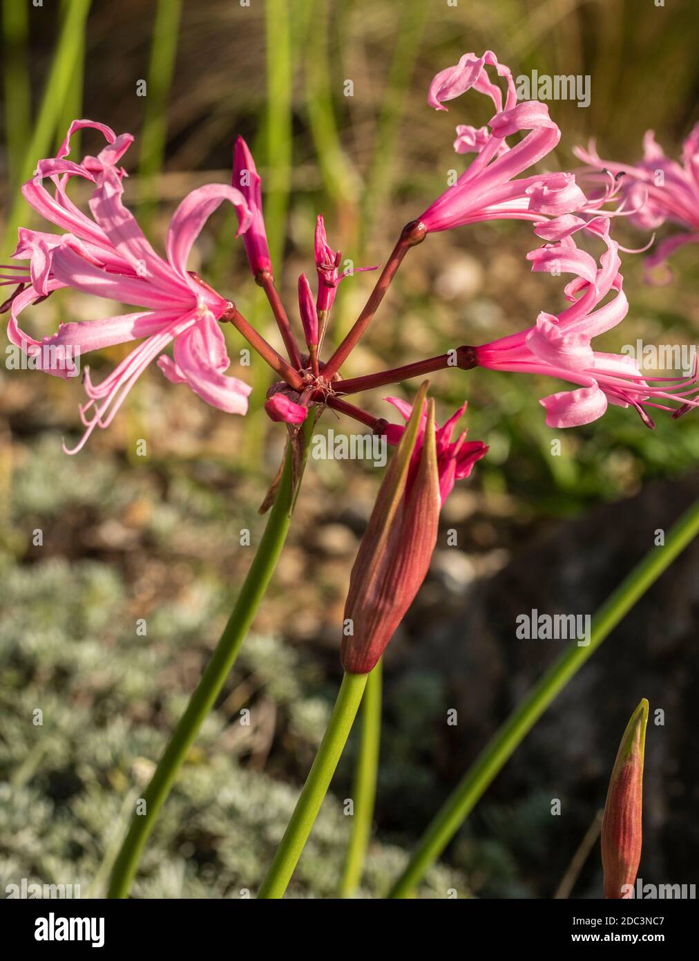 Pink nerine bowden lily flowers hi-res stock photography and images - Alamy
