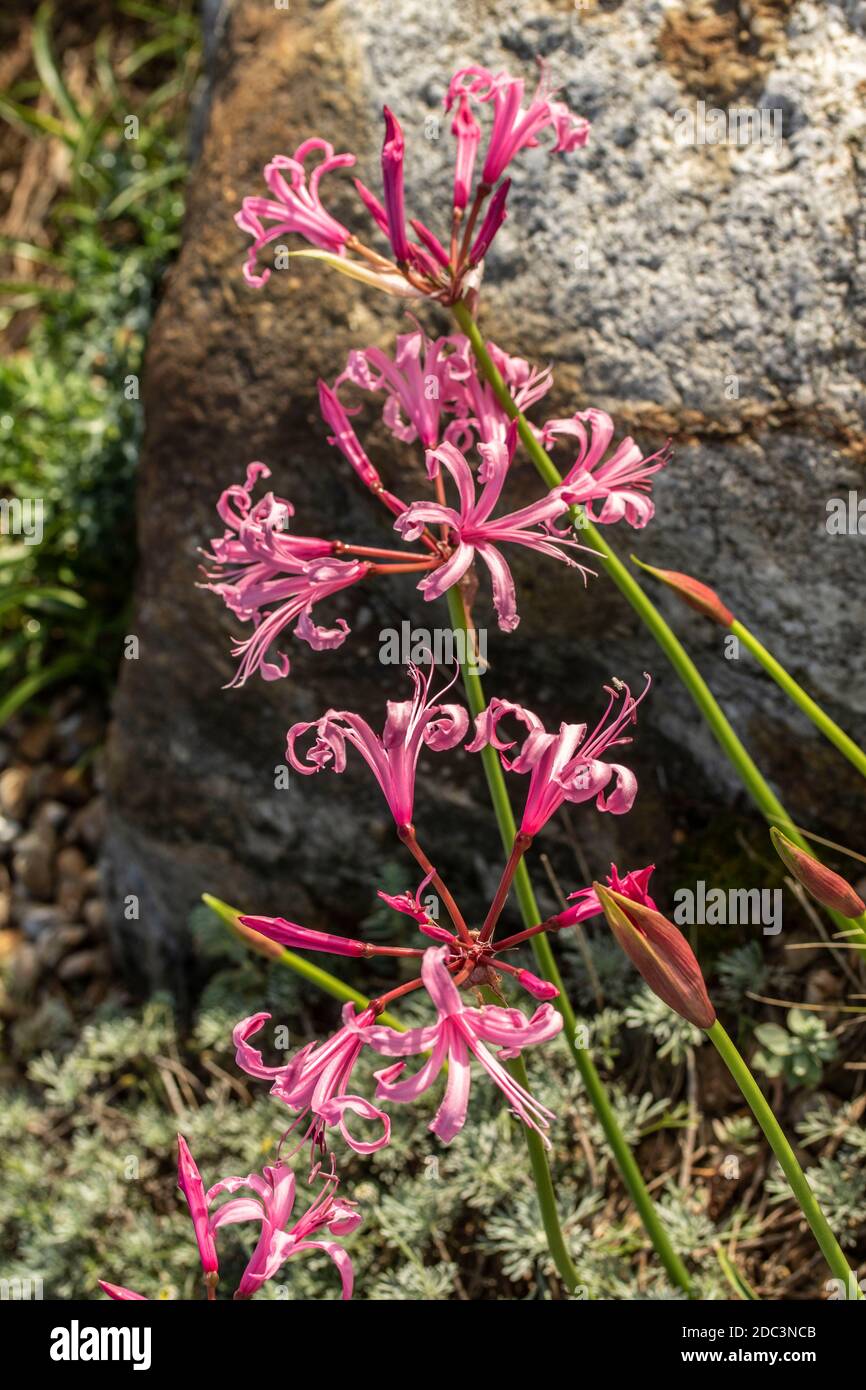 Nerine Bowdenii in flower, natural garden flower portrait Stock Photo ...