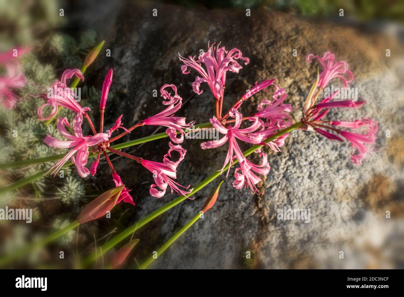 Nerine Bowdenii in flower, natural garden flower portrait Stock Photo ...