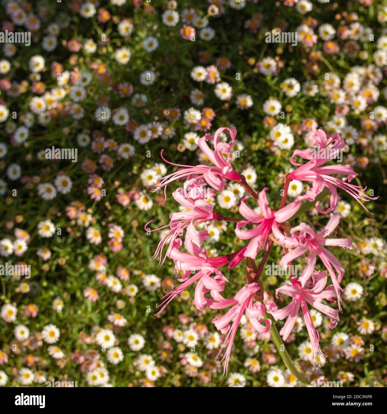 Guernsey lily nerine sarniensis hi-res stock photography and images - Alamy