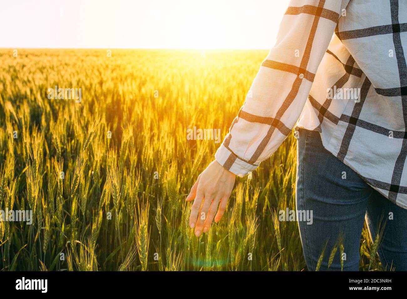 farmer walking through a field, checking the wheat crop Stock Photo - Alamy