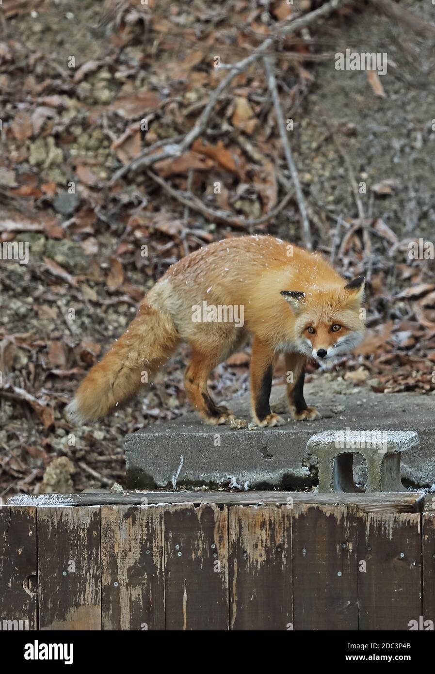 Red Fox (Vulpes vulpes schrencki) adult scavanging around human ...