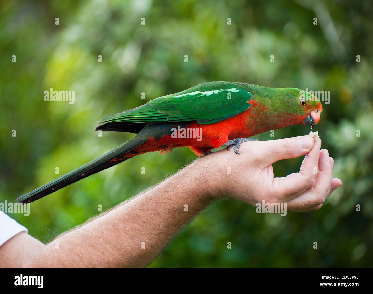 Curious Australian King-parrot (Alisterus scapularis) is being fed from ...