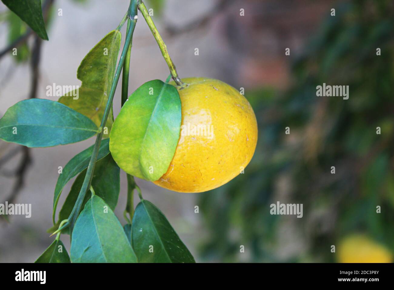 Fresh from tree hi-res stock photography and images - Alamy