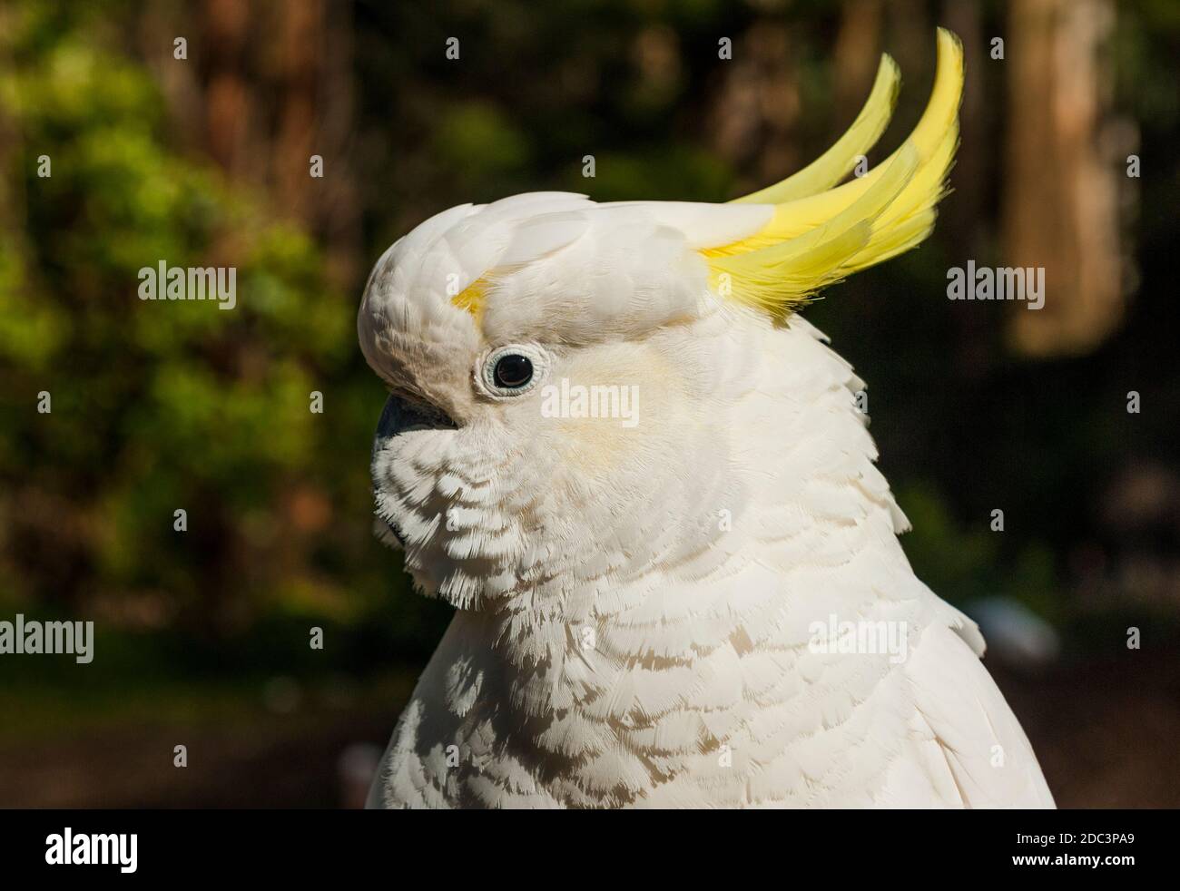 Wild cockatoo on a green background. Seen in Dandenong Ranges national ...