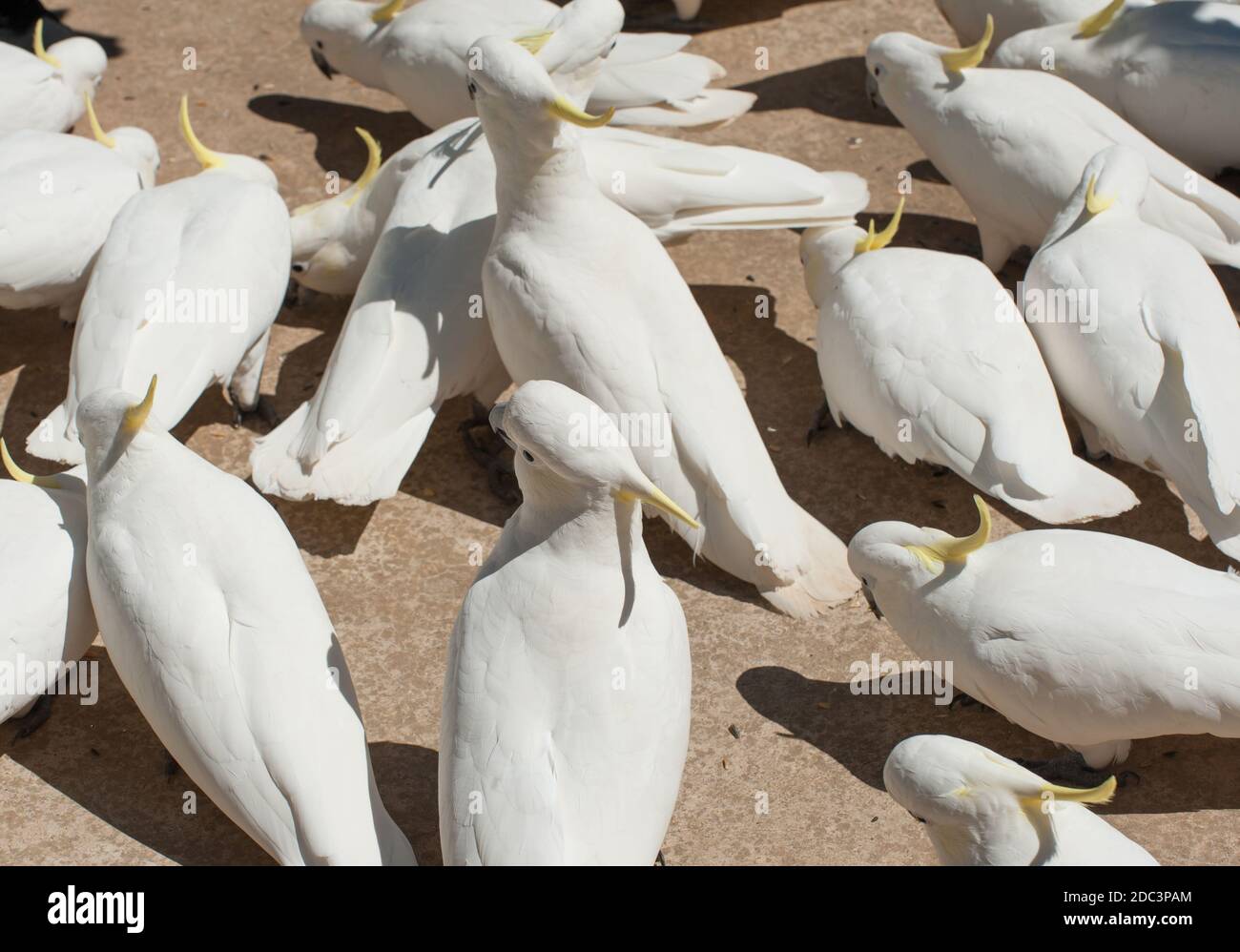 Many wild cockatoos are being fed by tourists. Seen in Dandenong Ranges ...