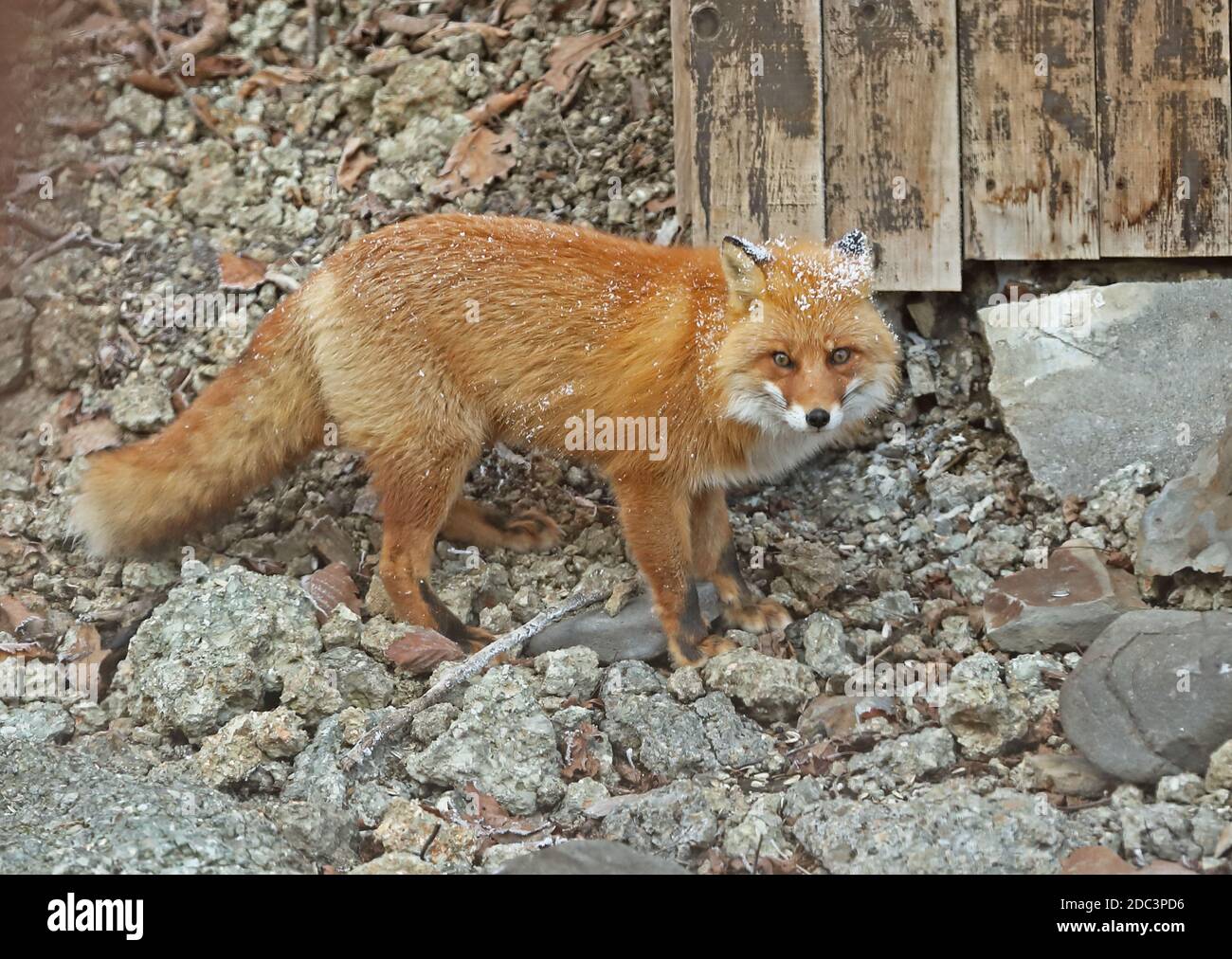 Red Fox (Vulpes vulpes schrencki) adult scavanging around human ...