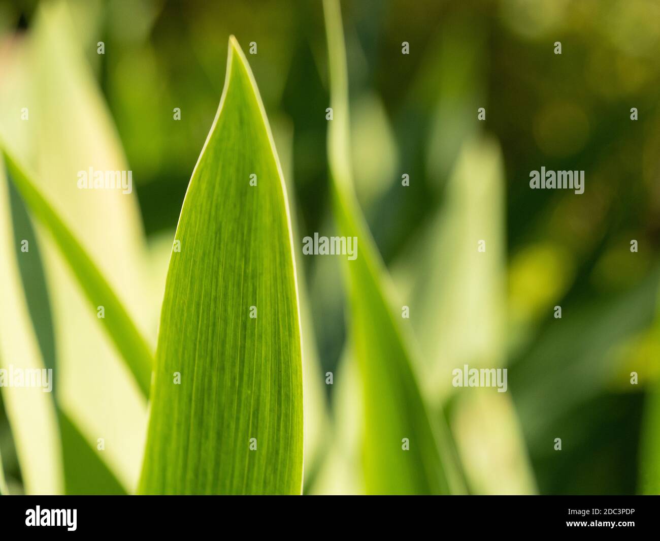 Grass and grass hi-res stock photography and images - Alamy