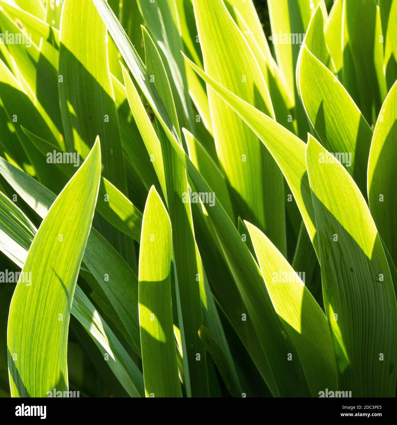 Blades of grass close up Stock Photo - Alamy