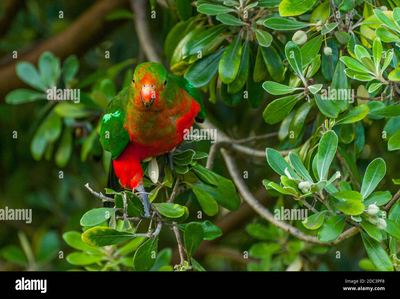 Curious Australian King-parrot (Alisterus scapularis)in the tree, seen ...