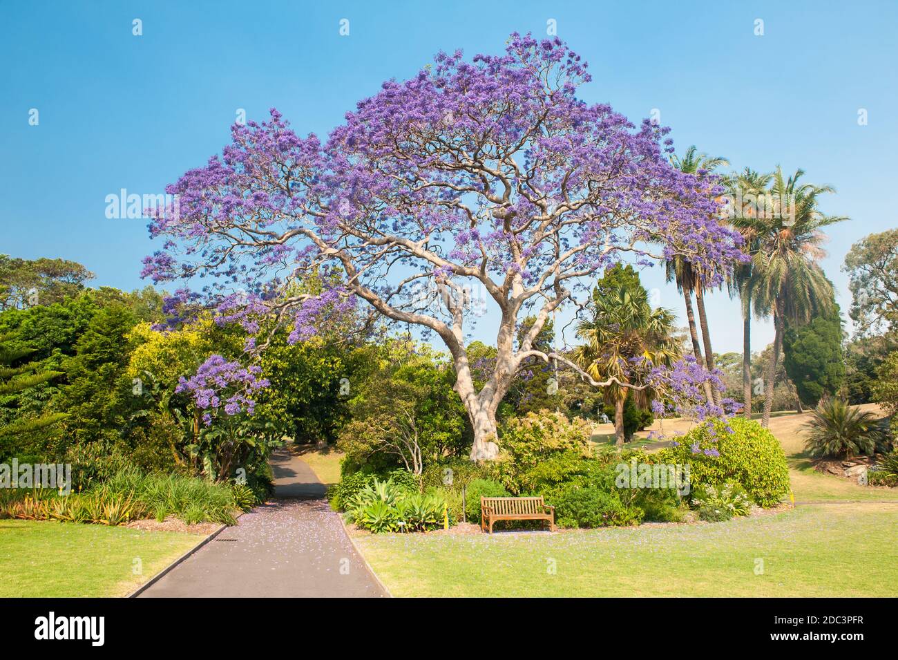 Blooming jacaranda tree in the park, Sydney, New South Wales, Australia ...