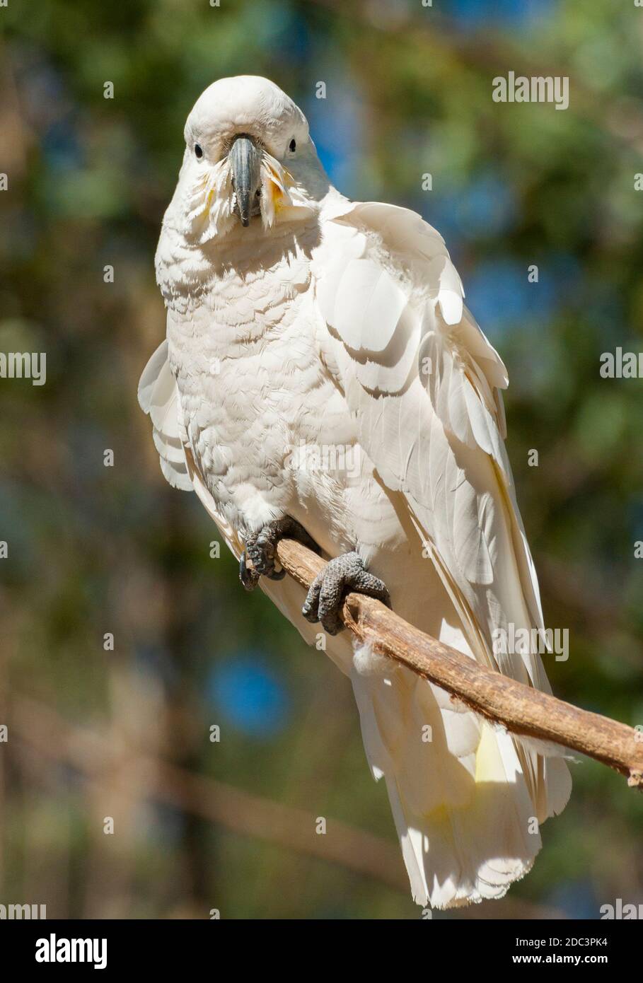Wild cockatoo on a green background. Seen in Dandenong Ranges national ...