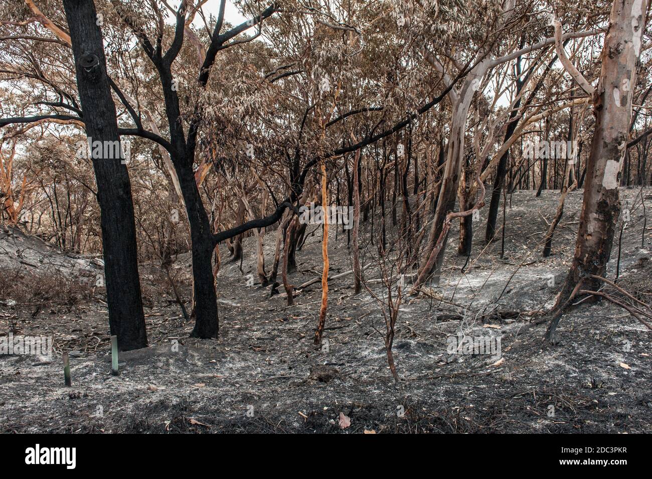 Australian forest after the serious bushfire Stock Photo - Alamy