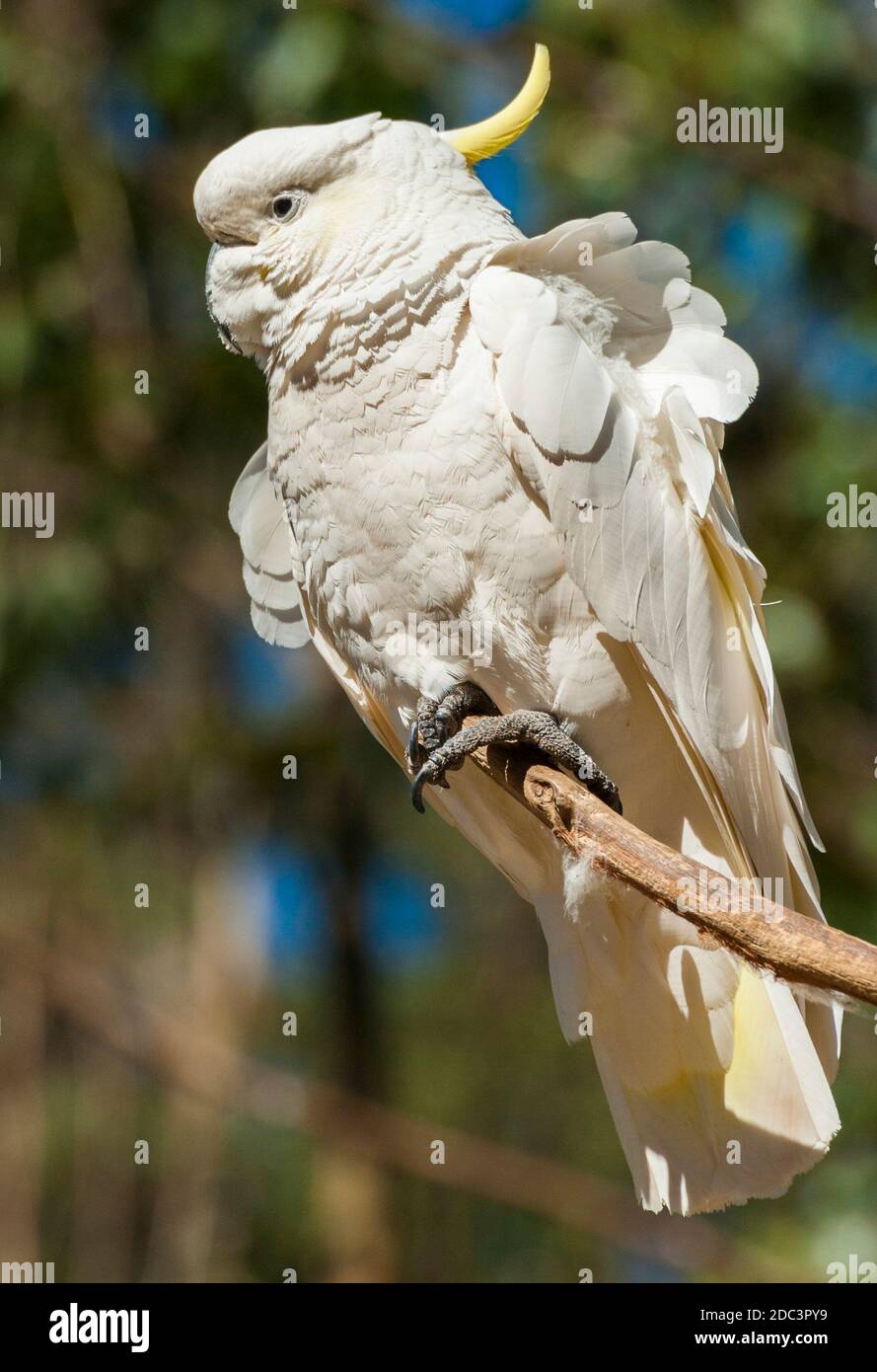 Wild cockatoo on a green background. Seen in Dandenong Ranges national ...