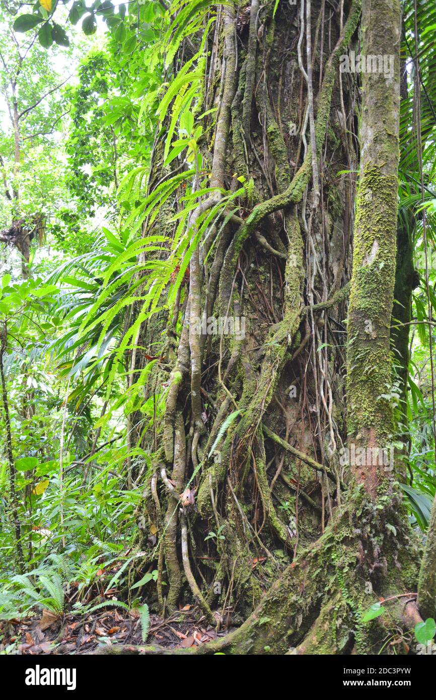 Tropical plants epiphytes and trees growing in the jungle on Dominica ...