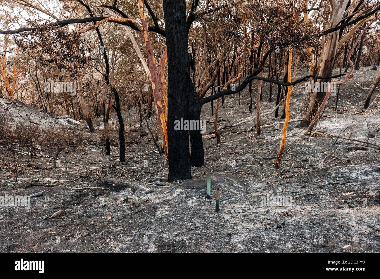 Australian forest after the serious bushfire Stock Photo - Alamy