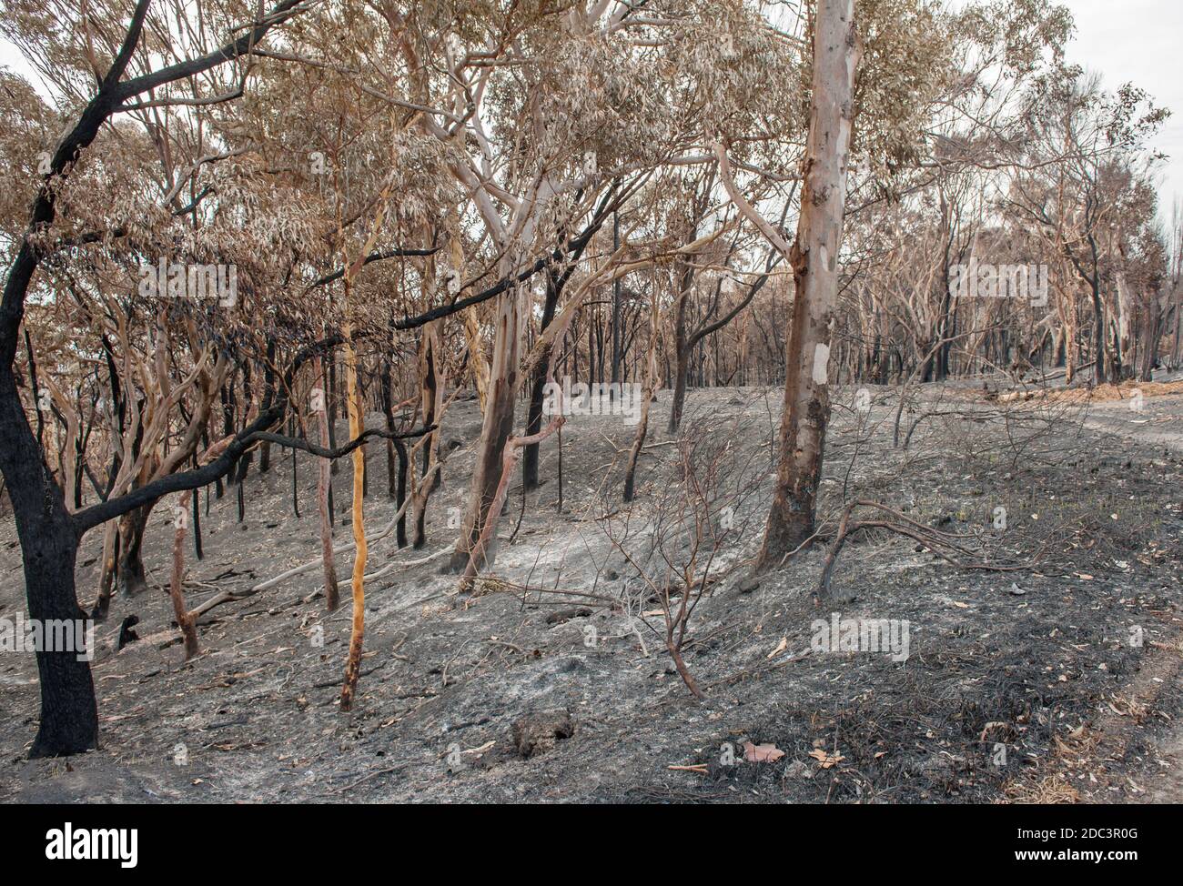 Australian forest after the serious bushfire Stock Photo - Alamy