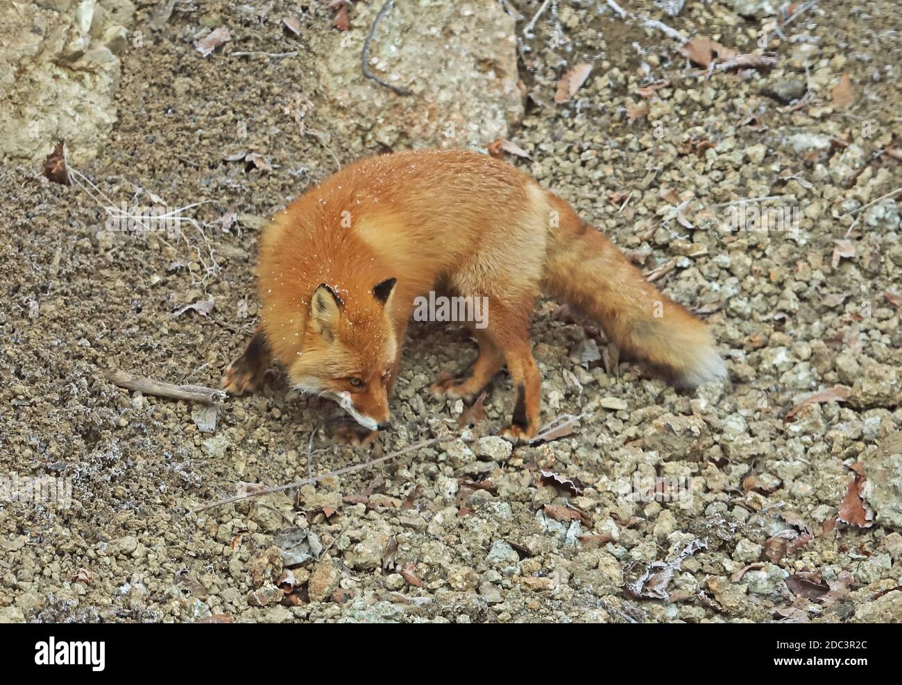 Red Fox (Vulpes vulpes schrencki) adult scavanging around human ...