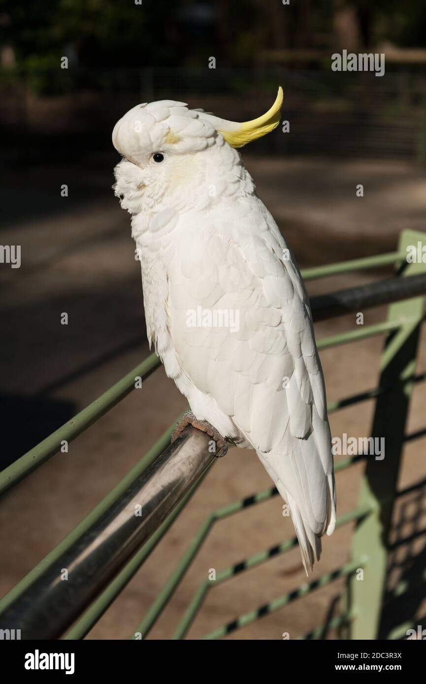 Wild cockatoo on a green background. Seen in Dandenong Ranges national ...