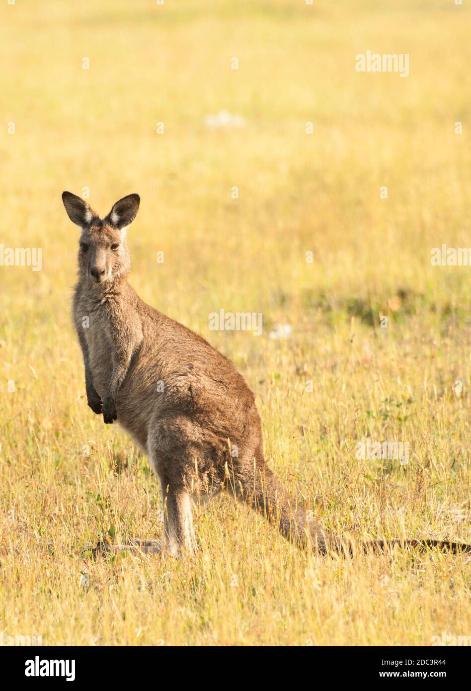 Wild Australian kangaroo (eastern gray kangaroo - Macropus giganteus ...