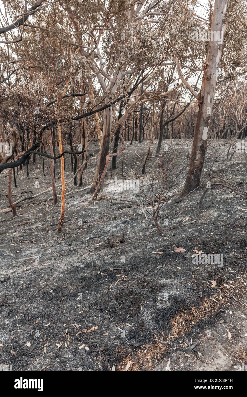 Australian forest after the serious bushfire Stock Photo - Alamy