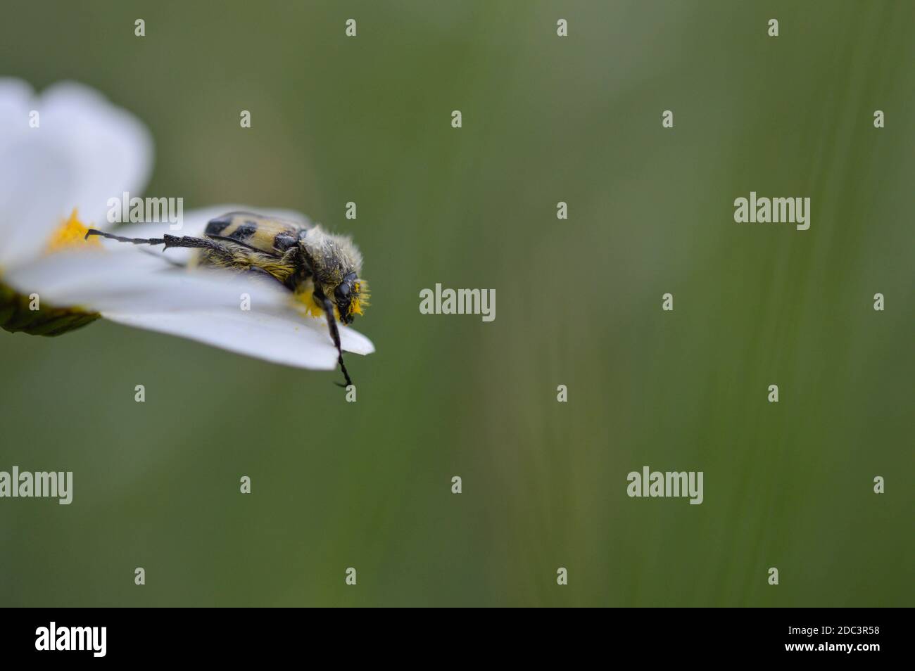 Bee beetle, scarab beetle (Trichius fasciatus), black and yellow hairy ...