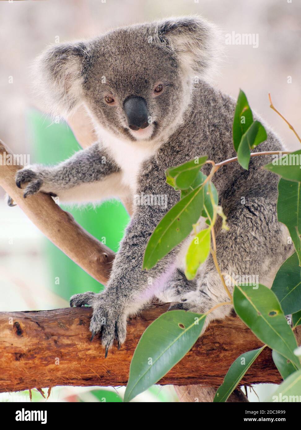Beautiful koala bear (Phascolarctos cinereus) sitting on the gum tree ...