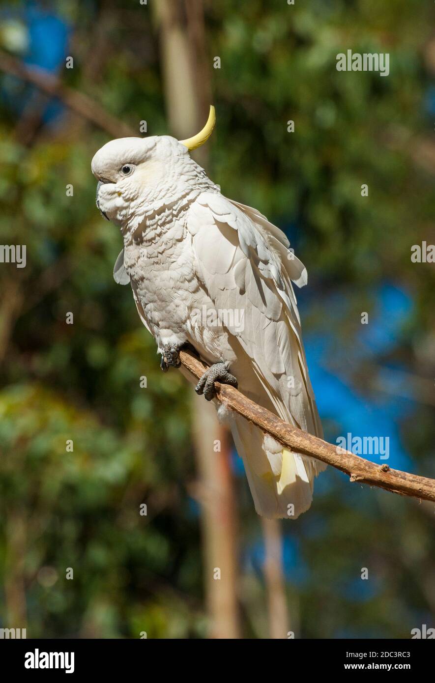 Wild cockatoo on a green background. Seen in Dandenong Ranges national ...