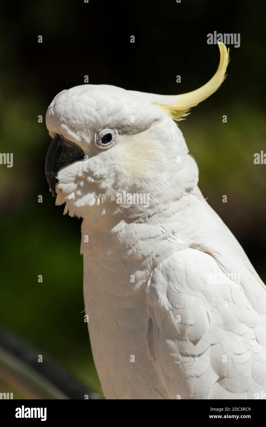 Wild cockatoo on a green background. Seen in Dandenong Ranges national ...