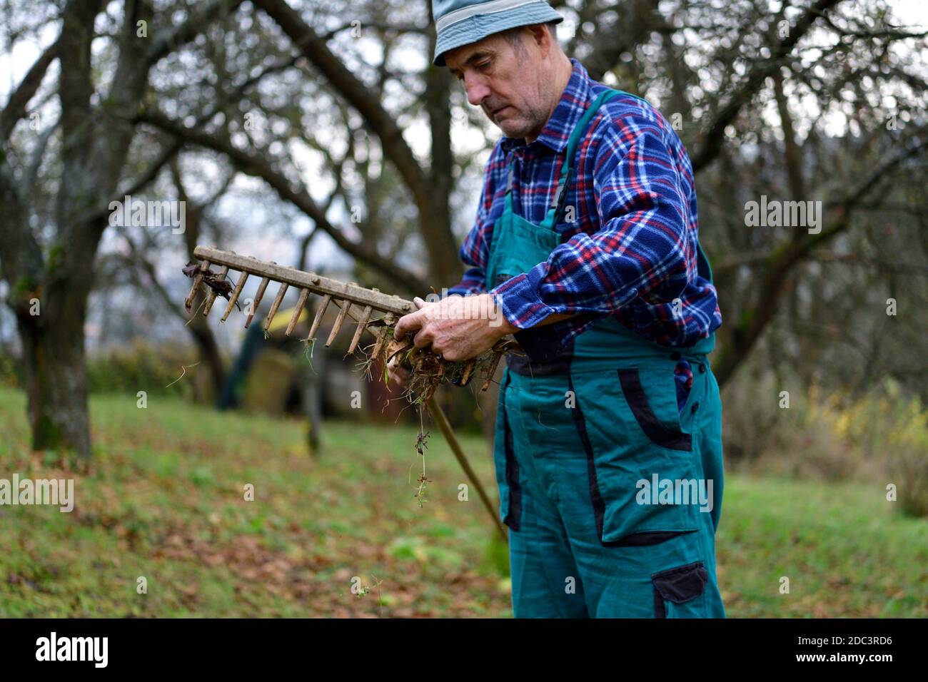 The traditional way of raking autumn leaves in the garden in the ...