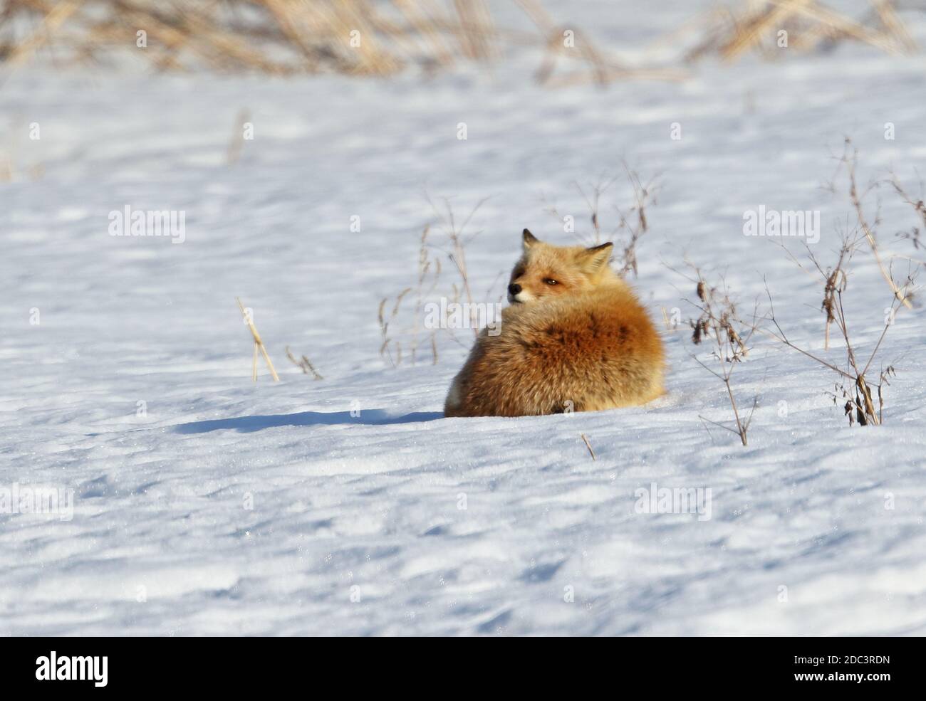 Hokkaido red fox japan hi-res stock photography and images - Alamy