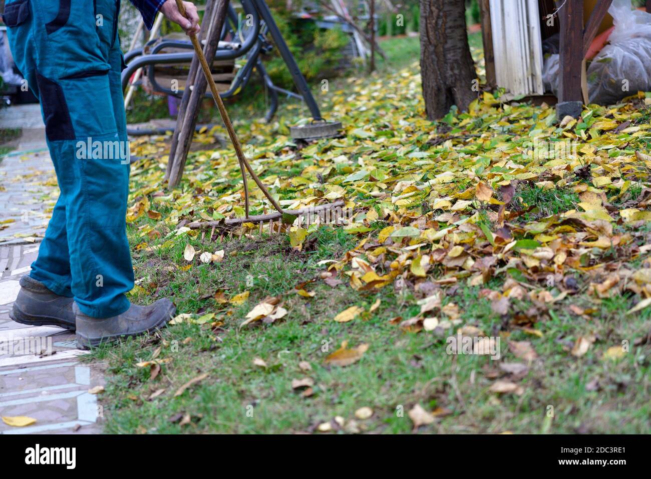 The traditional way of raking autumn leaves in the garden in the ...
