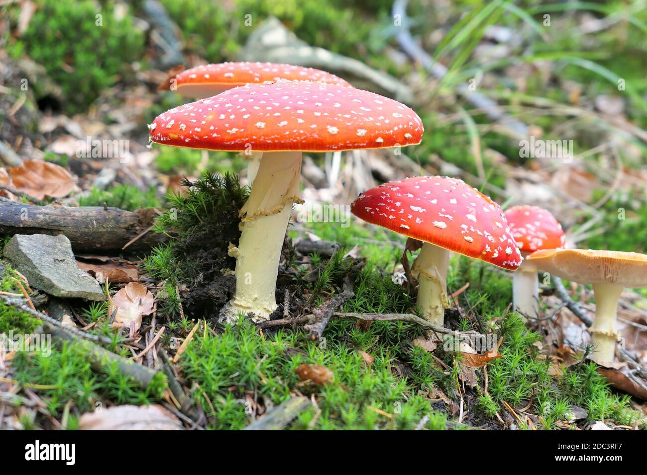 Red toadstools hi-res stock photography and images - Alamy