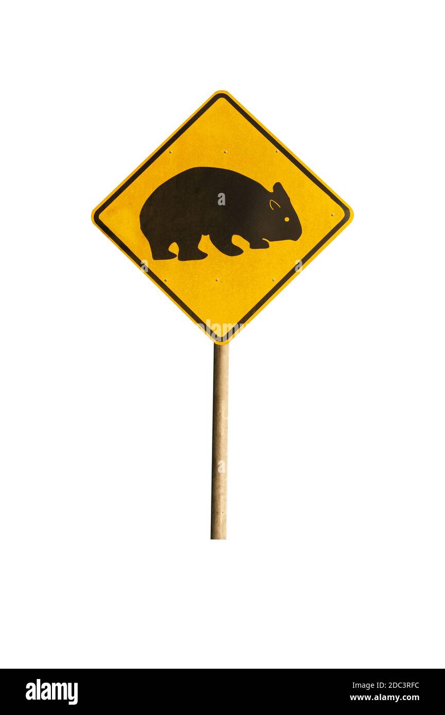 Australian sign of wombat crossing the road isolated on white Stock ...